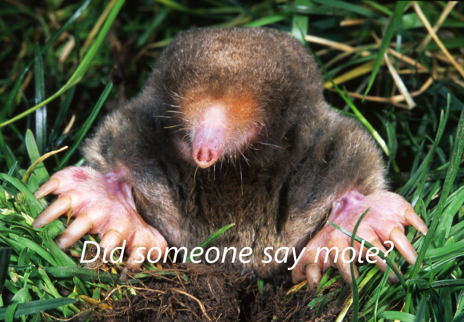 Did you celebrate Mole Day? | Decoscience