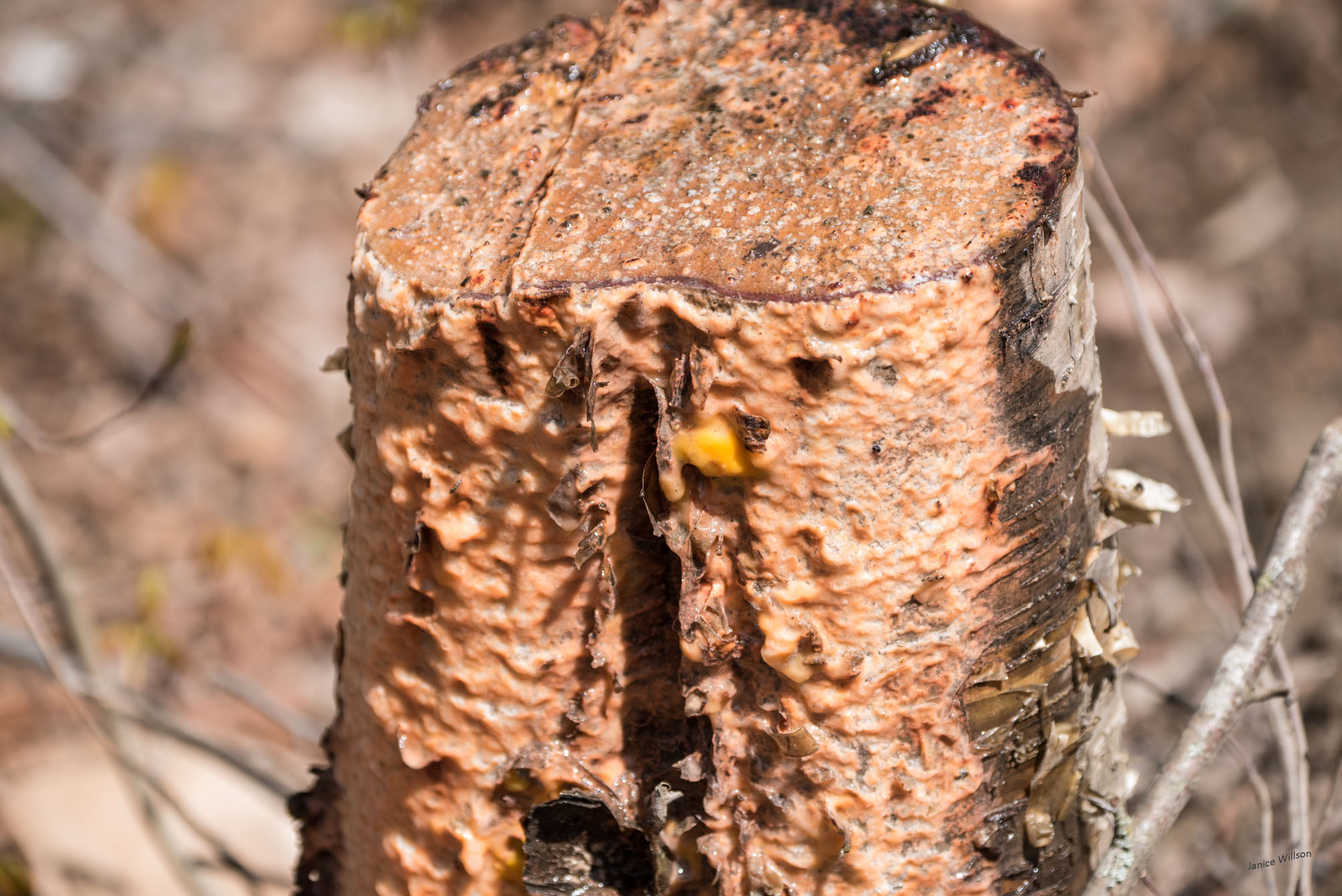 Attack of the Killer Slime Mold | Decoscience